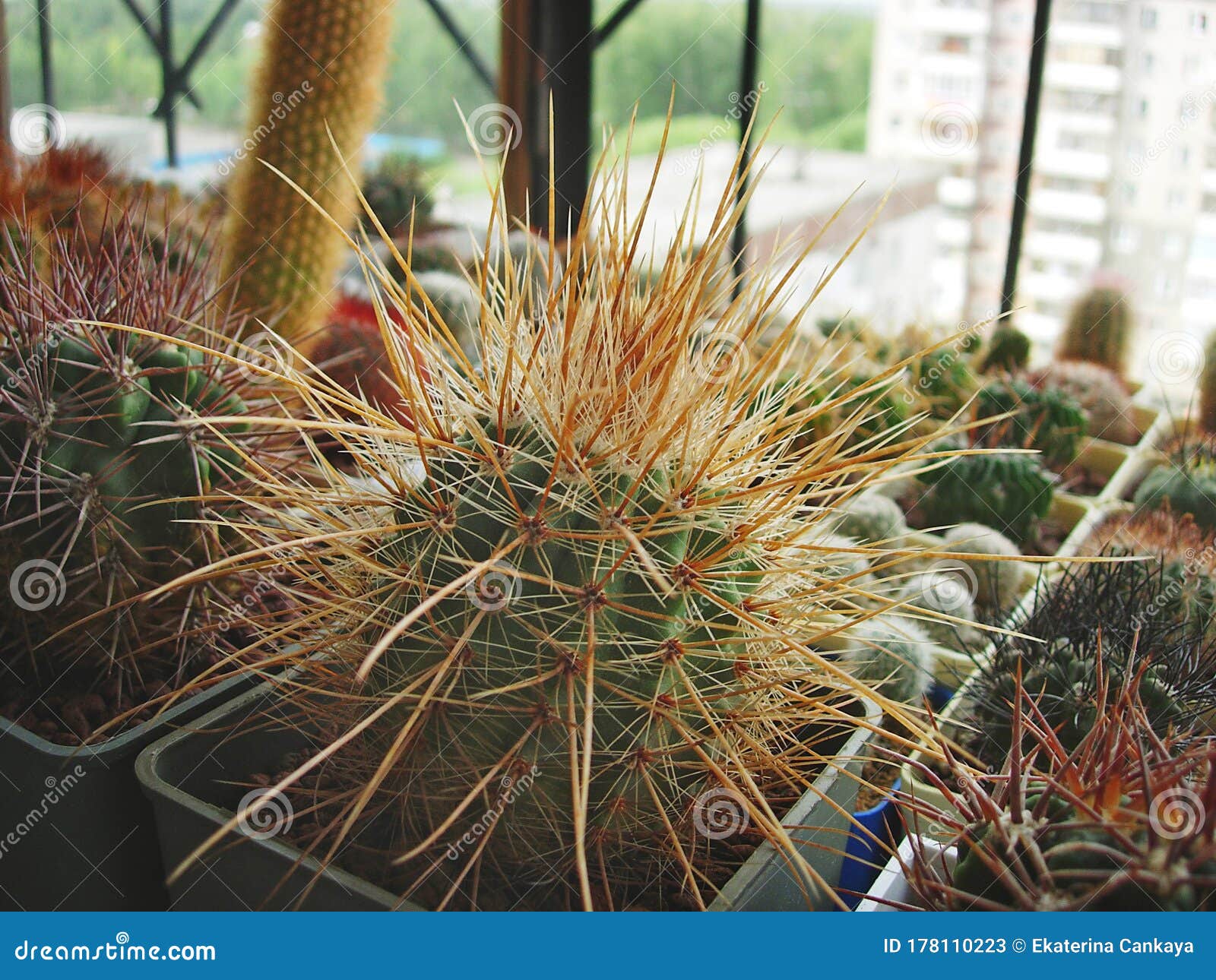Cactus Parodia Maxima RH2078d with Long Strong Spines Stock Image ...