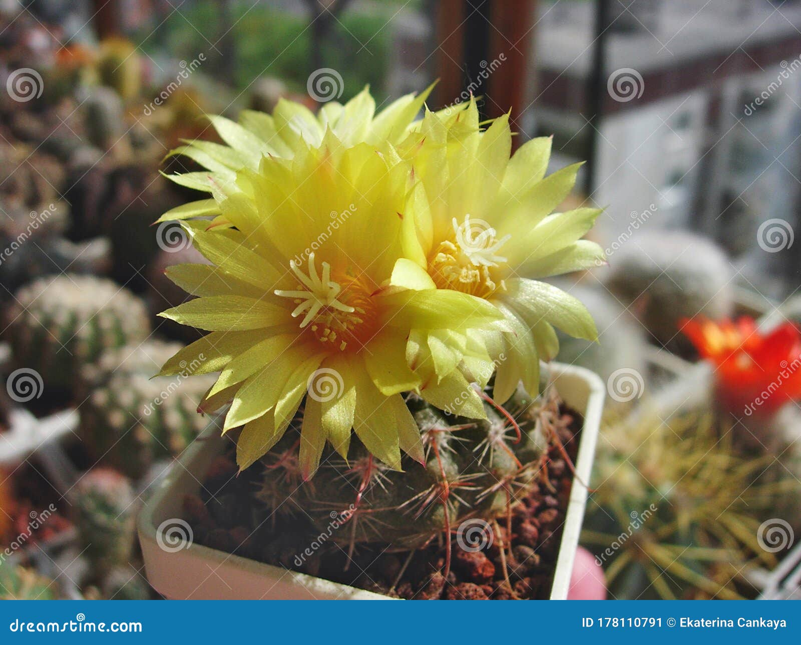 Cactus Parodia Setifera with Yellow Flowers Stock Image - Image of ...