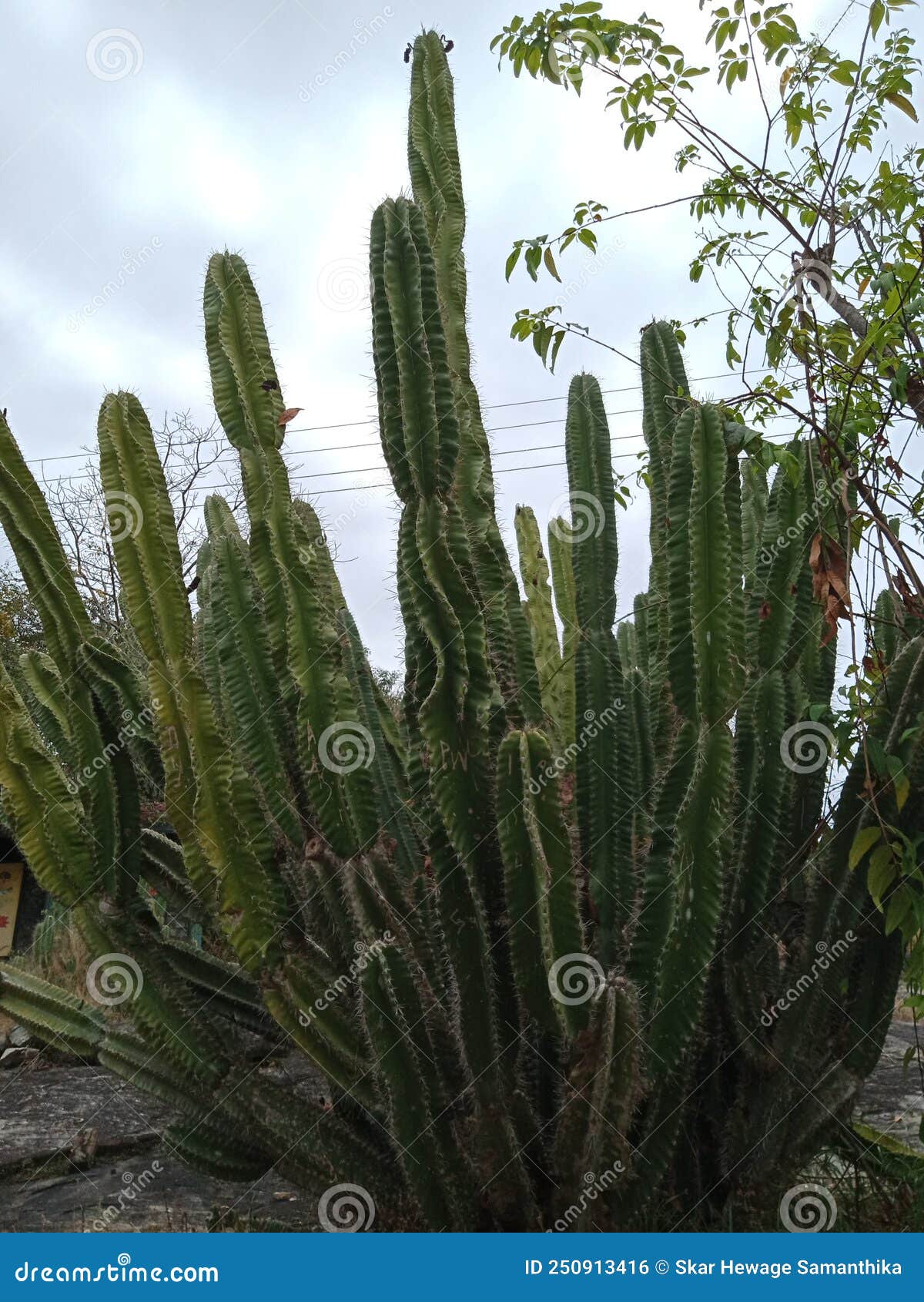 Cactus (pathok) stock photo. Image of leaf, plant, flower - 250913416
