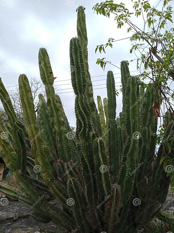 Cactus (pathok) stock photo. Image of leaf, plant, flower - 250913416