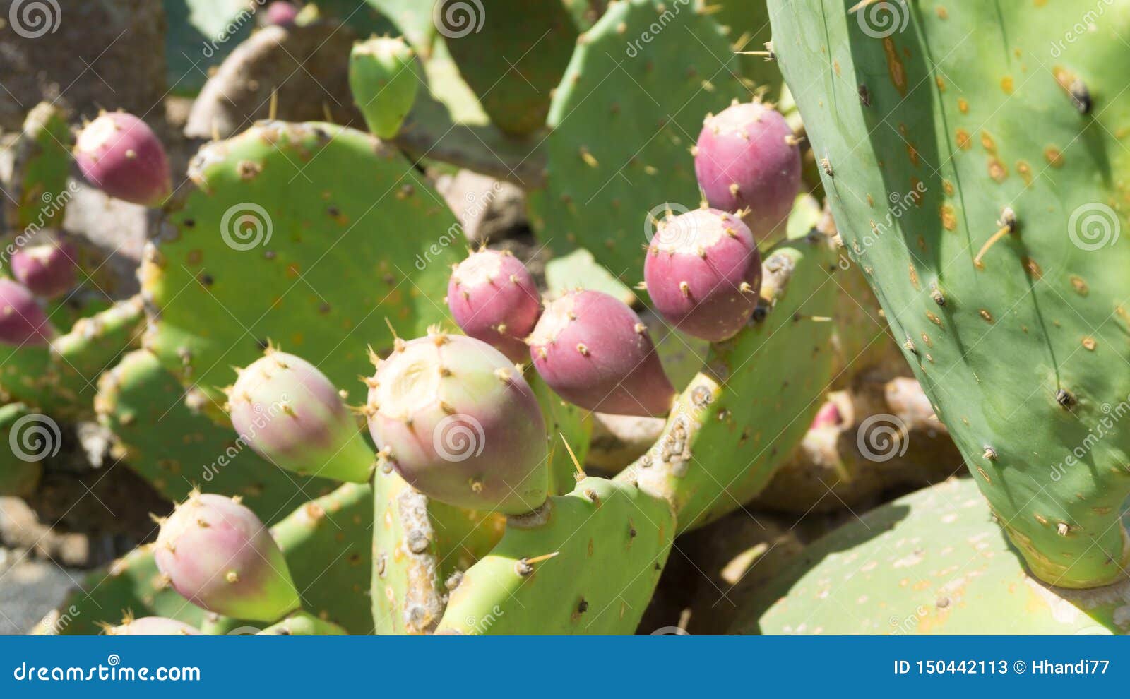 Cactus pear stock image. Image of background, cultivation - 150442113