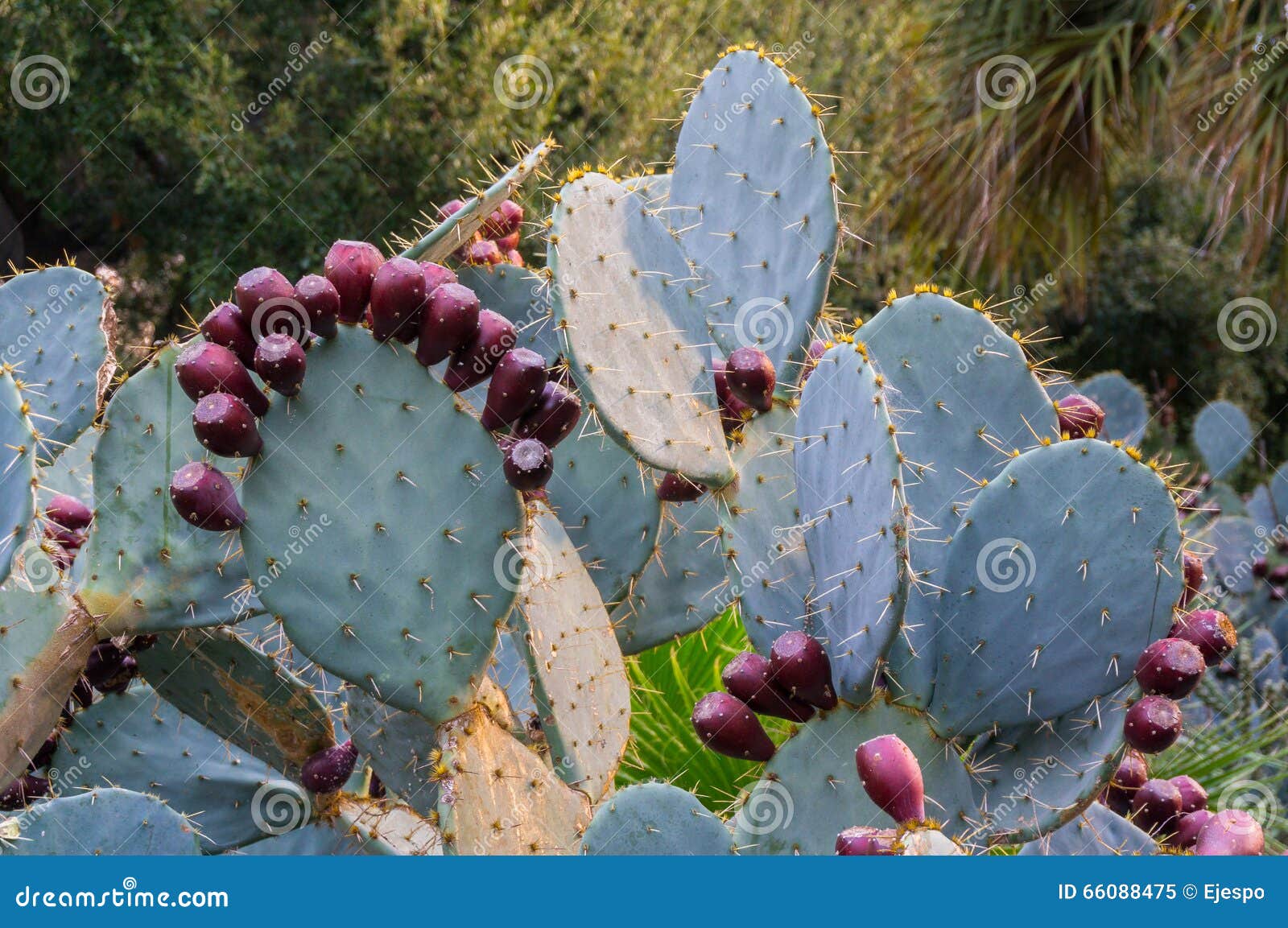 Cactus Pears stock image. Image of alamo, fort, sharp - 66088475