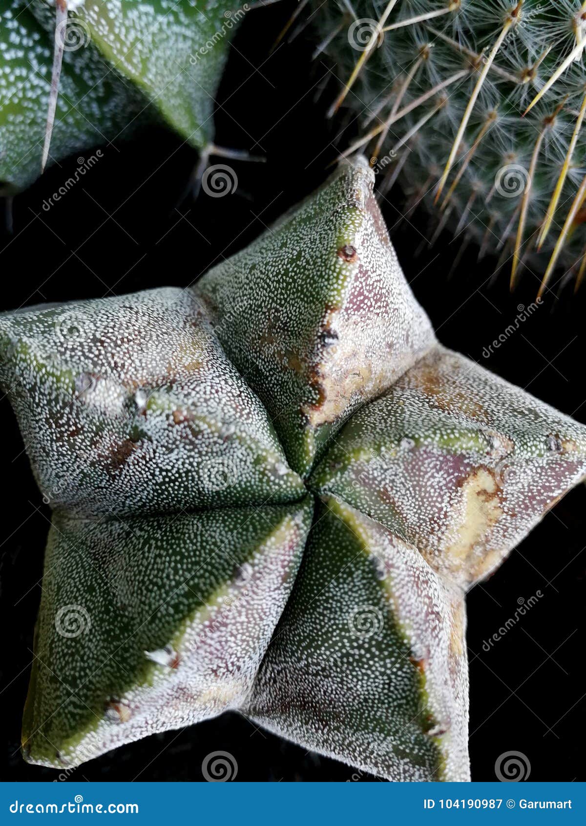 Cactus Pentagonal En Fondo Negro Imagen de archivo - Imagen de textura ...