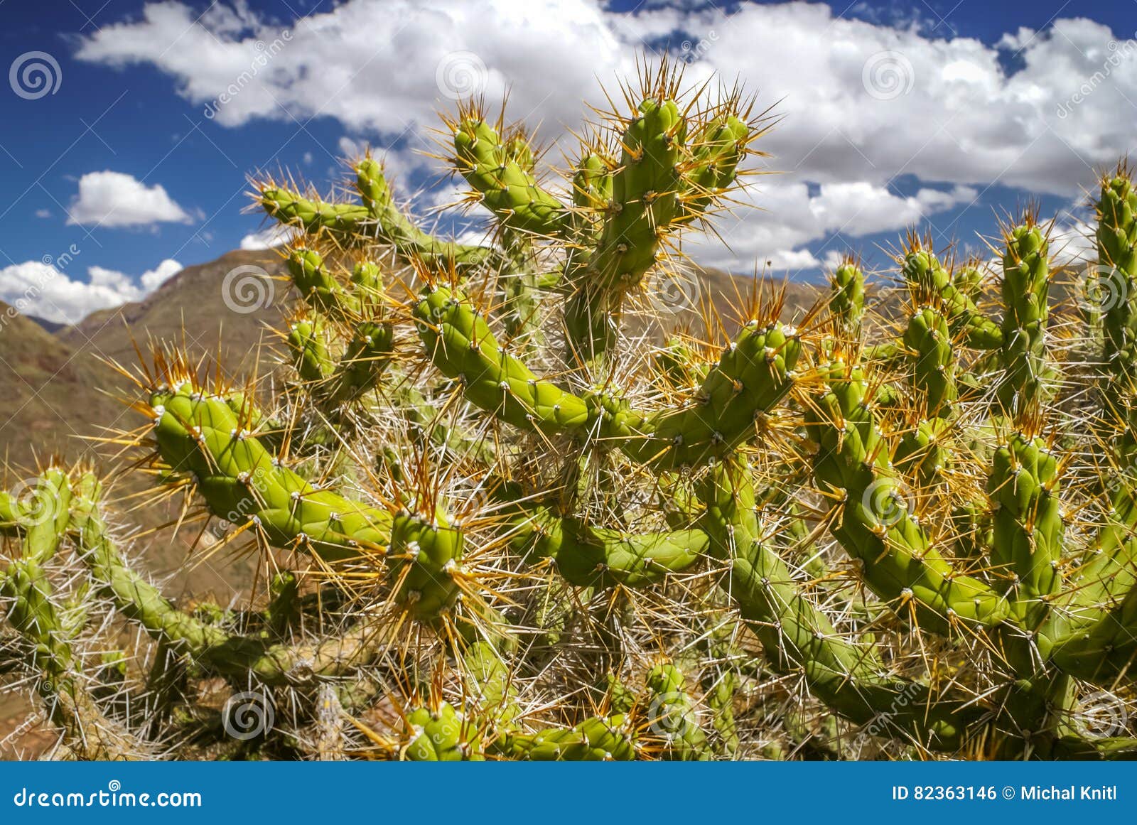 Cactus in Peru stock photo. Image of country, nature - 82363146