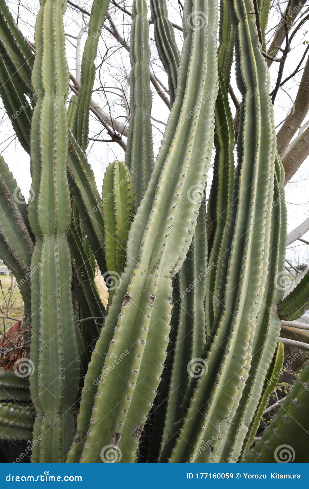 Cactus / Peruvian Apple Cuctus Stock Image - Image of kanagawa, cereus ...