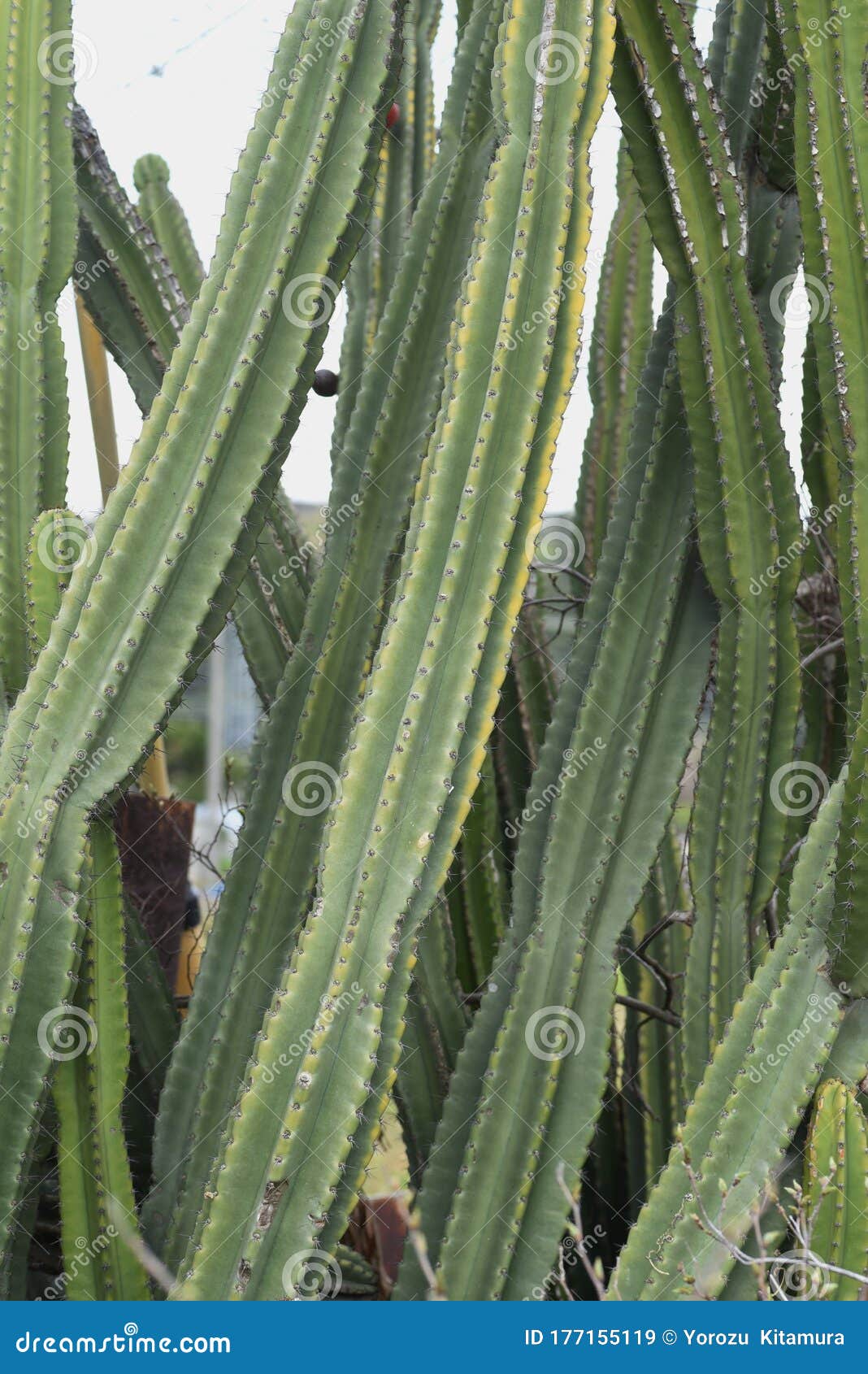 Cactus / Peruvian Apple Cuctus Stock Image - Image of growing, cereus ...