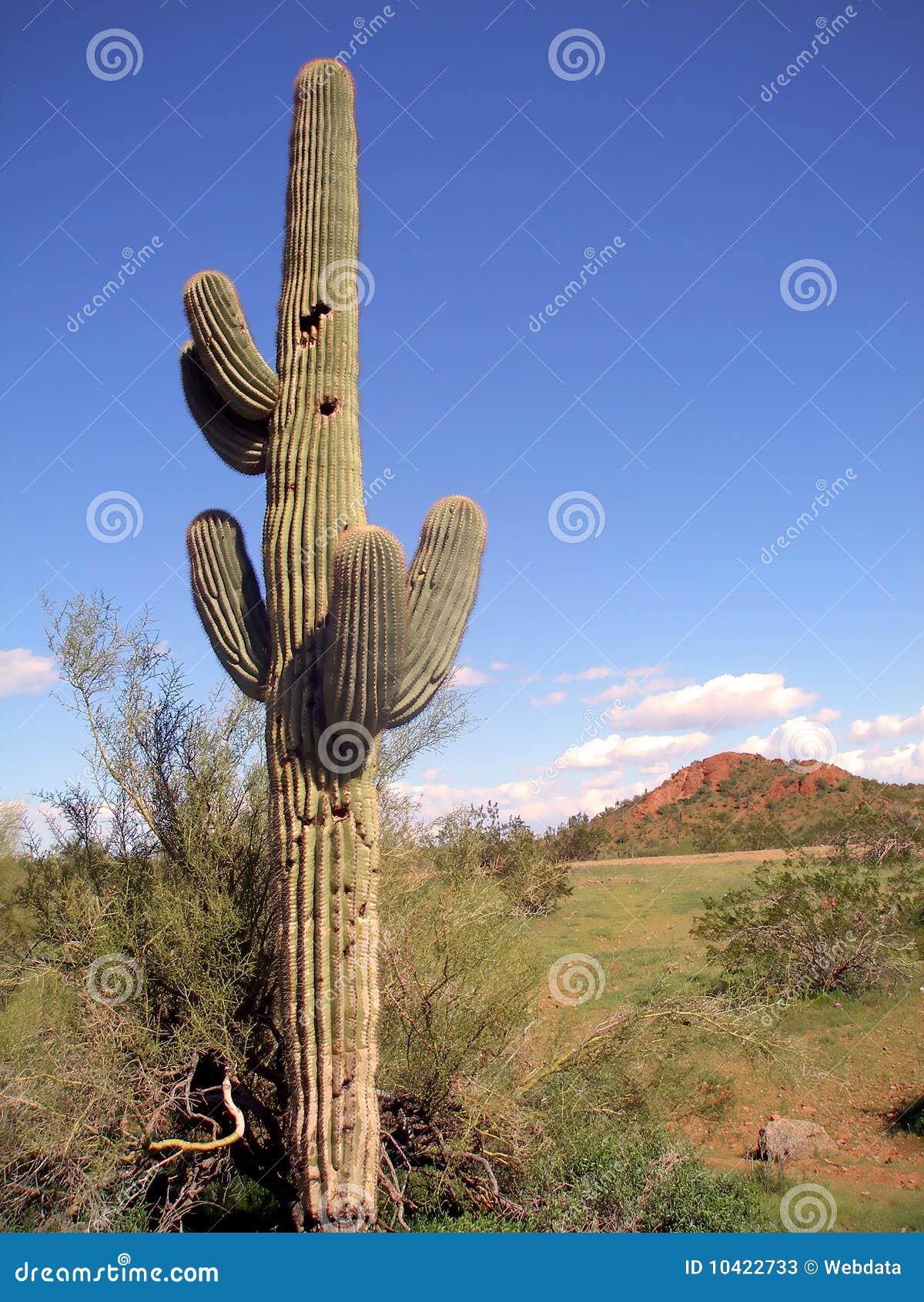 Cactus Phoenix image stock. Image du aride, horizontal - 10422733