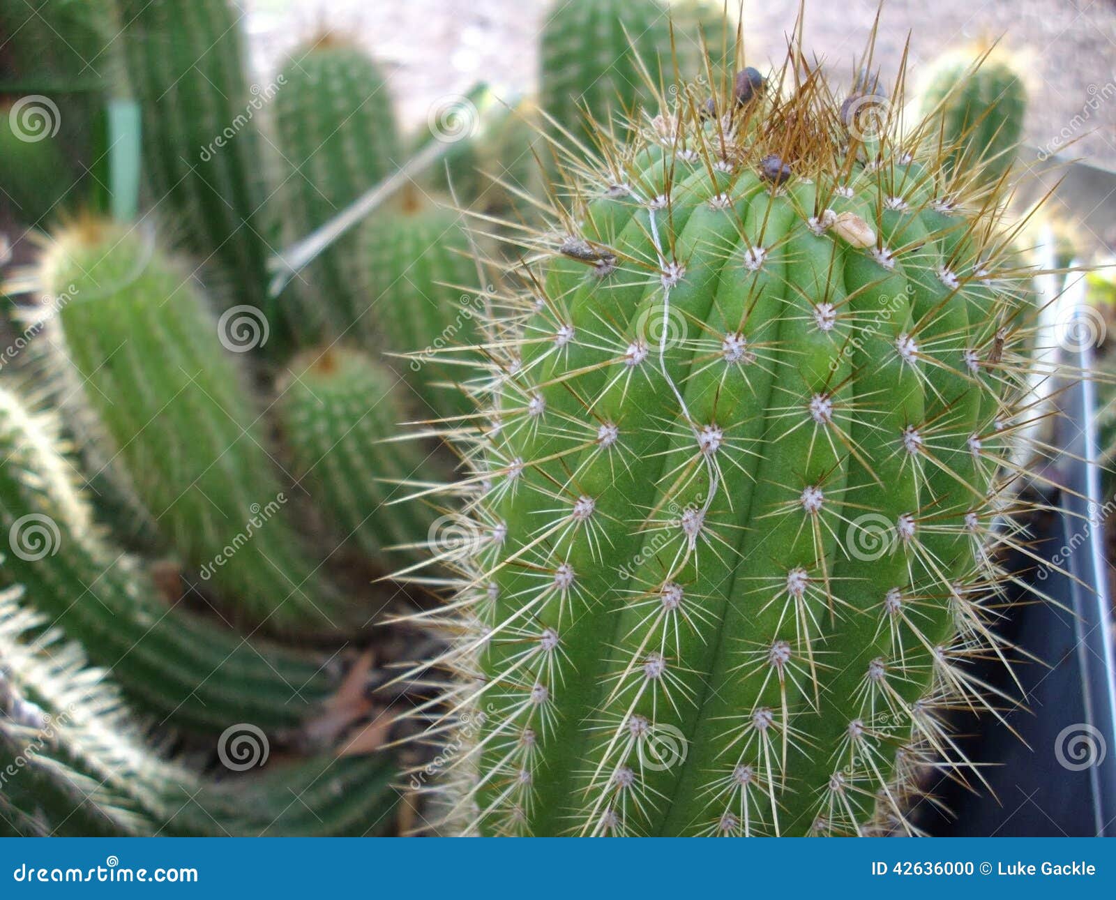 Cactus stock photo. Image of pointy, ouch, cactus, prickly - 42636000