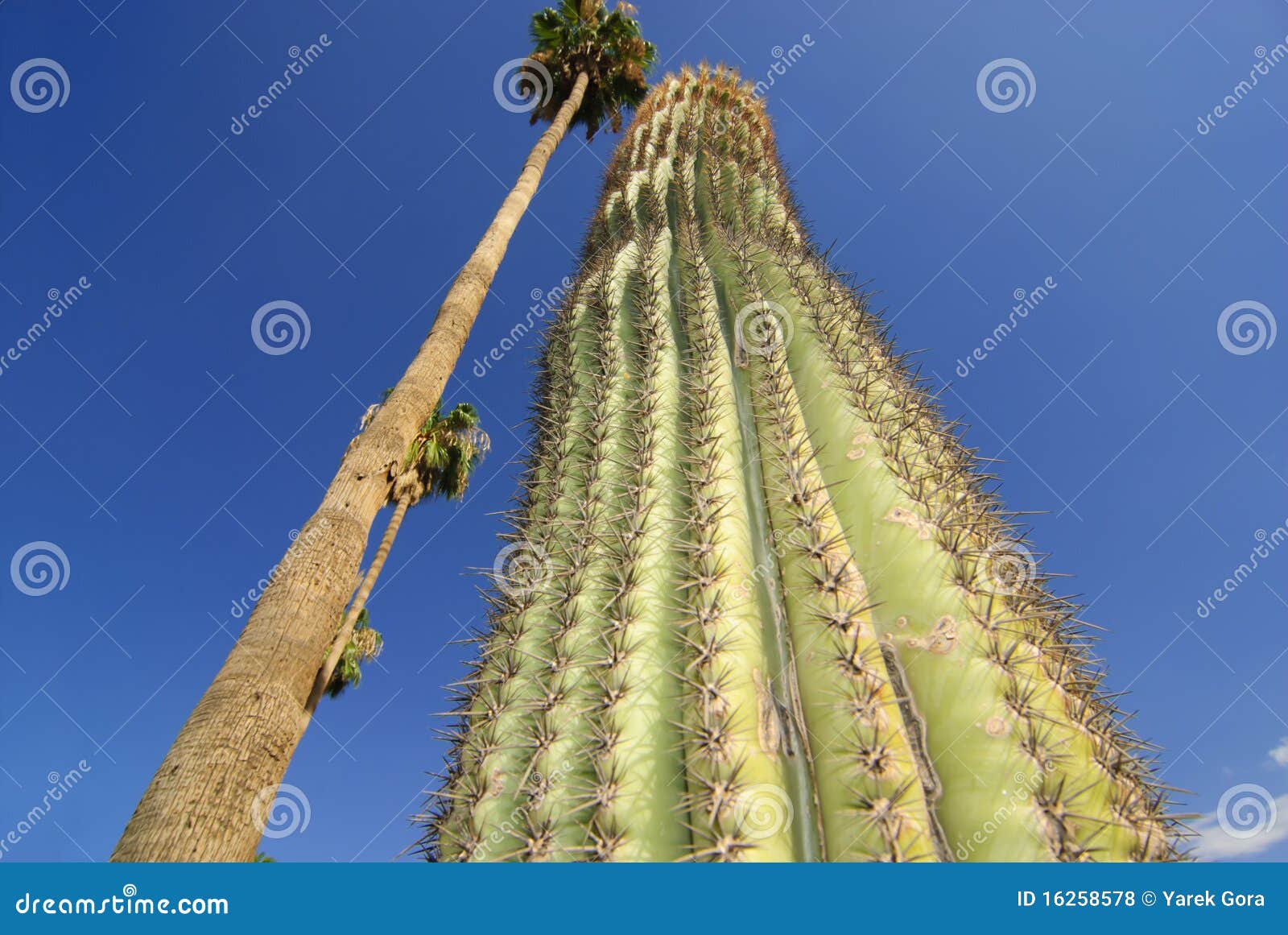 Cactus più alto fotografia stock. Immagine di albero - 16258578