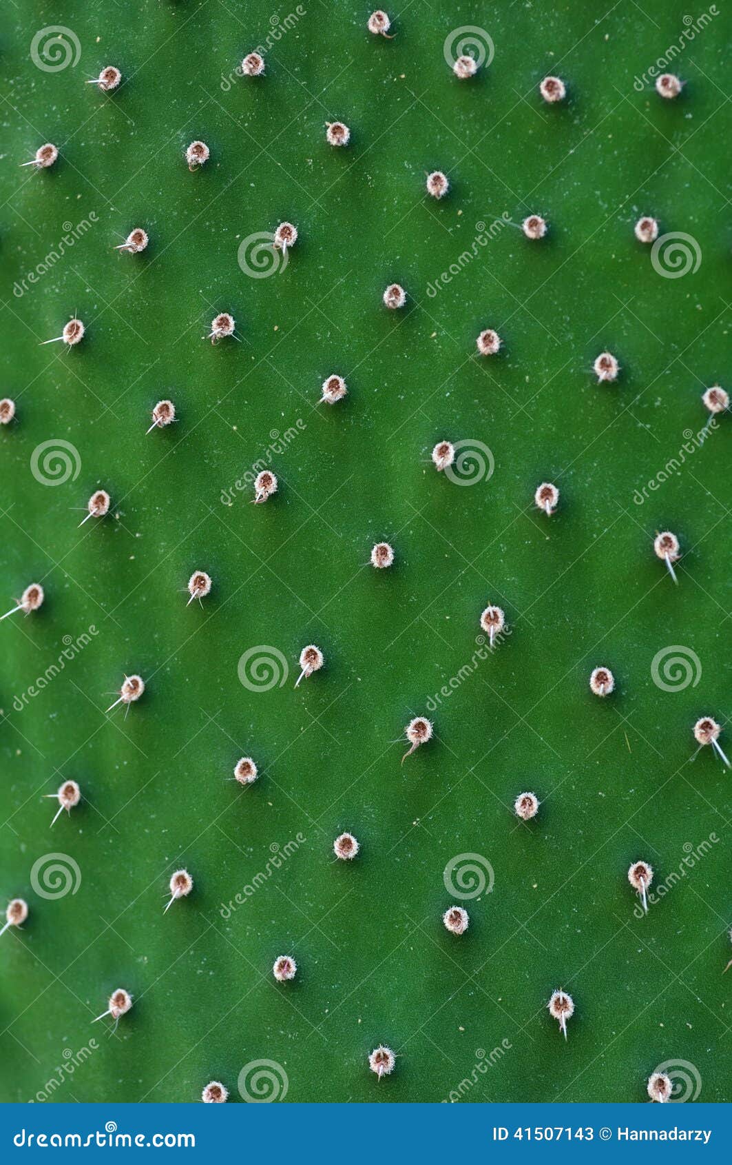 Cactus plano de la textura imagen de archivo. Imagen de dentado - 41507143