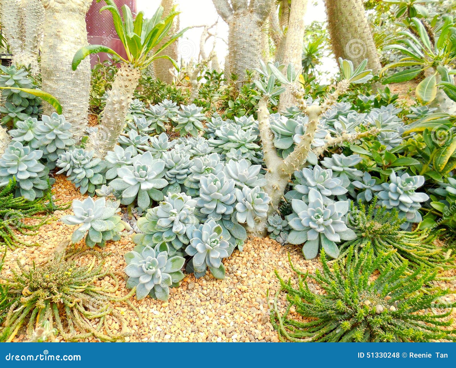 Cactus Plans stock photo. Image of cactus, golden, scenic - 51330248