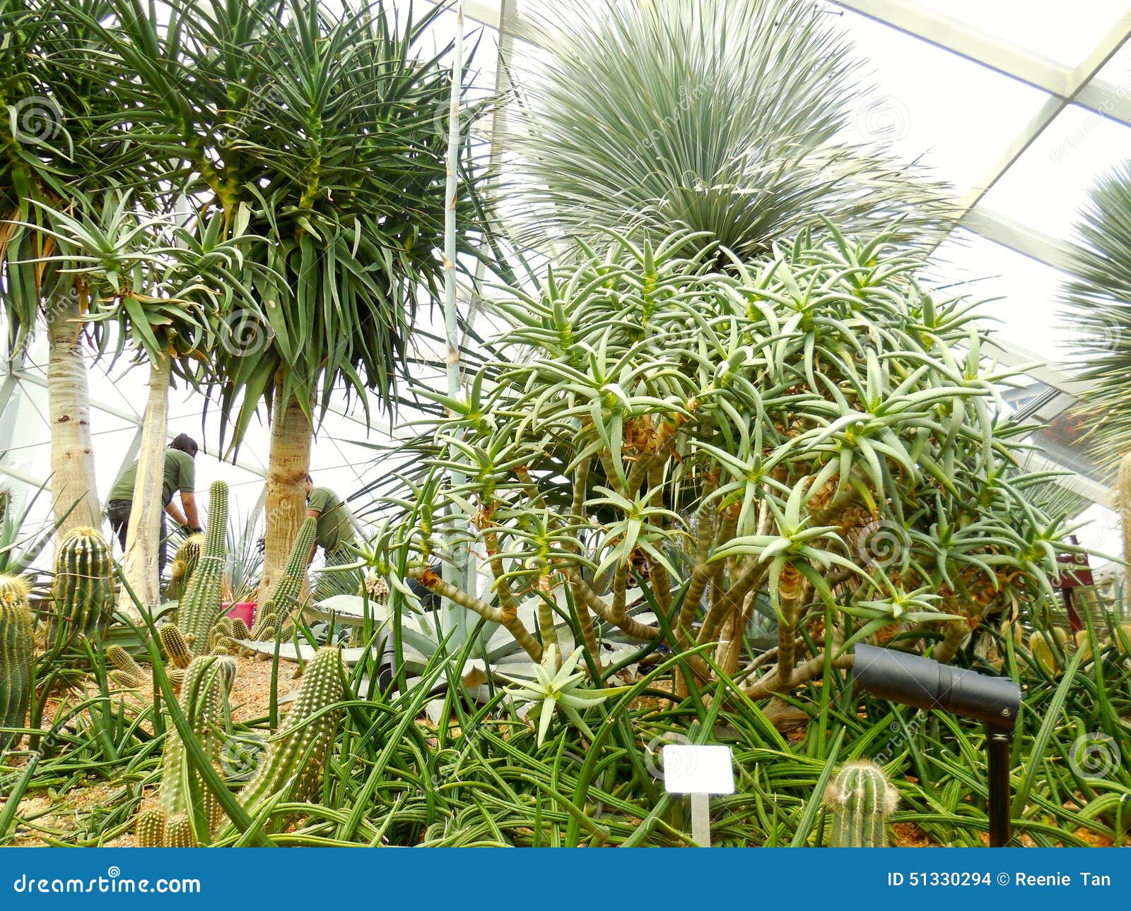 Cactus Plans stock photo. Image of plant, cluster, beautiful - 51330294