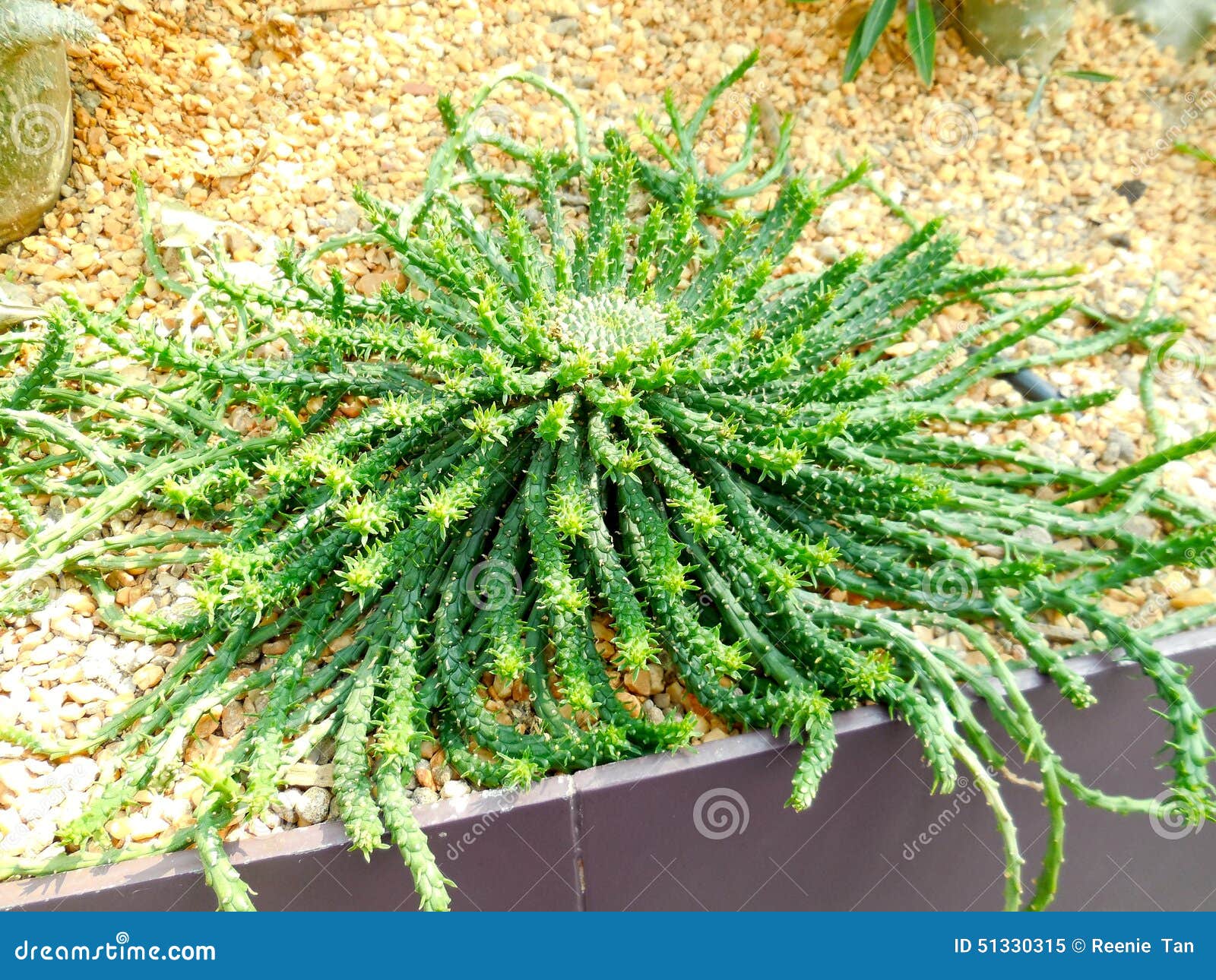 Cactus Plans stock image. Image of heat, colour, gardening - 51330315