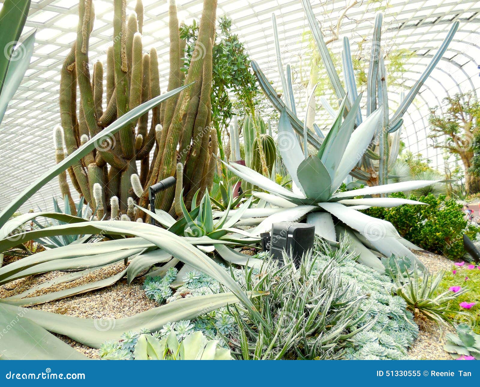 Cactus Plans stock image. Image of plant, golden, oasis - 51330555