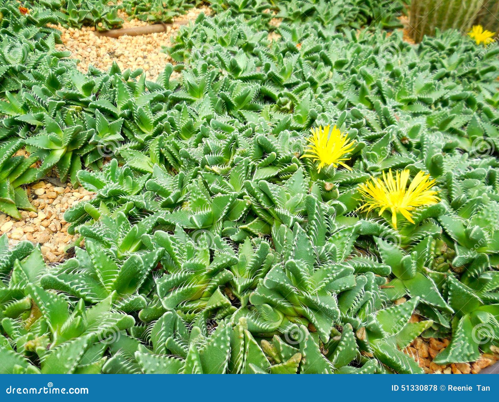 Cactus Plans stock photo. Image of palm, flora, gardening - 51330878