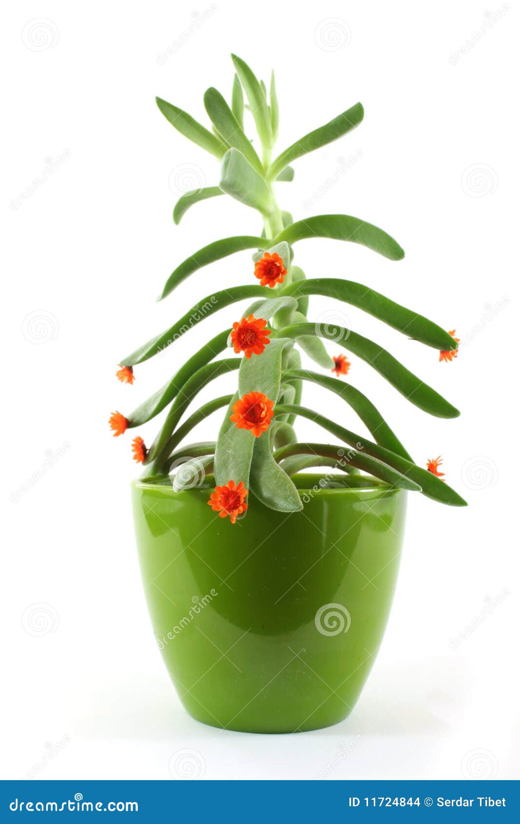Cactus Plant stock photo. Image of flower, kaktus, ornamental - 11724844
