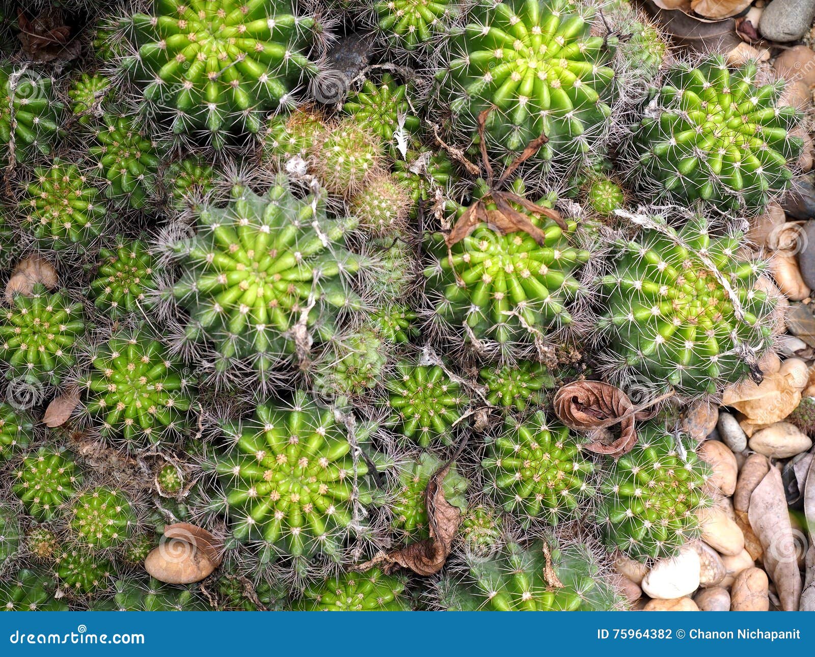 Cactus Plant Background and Texture Stock Photo - Image of home ...