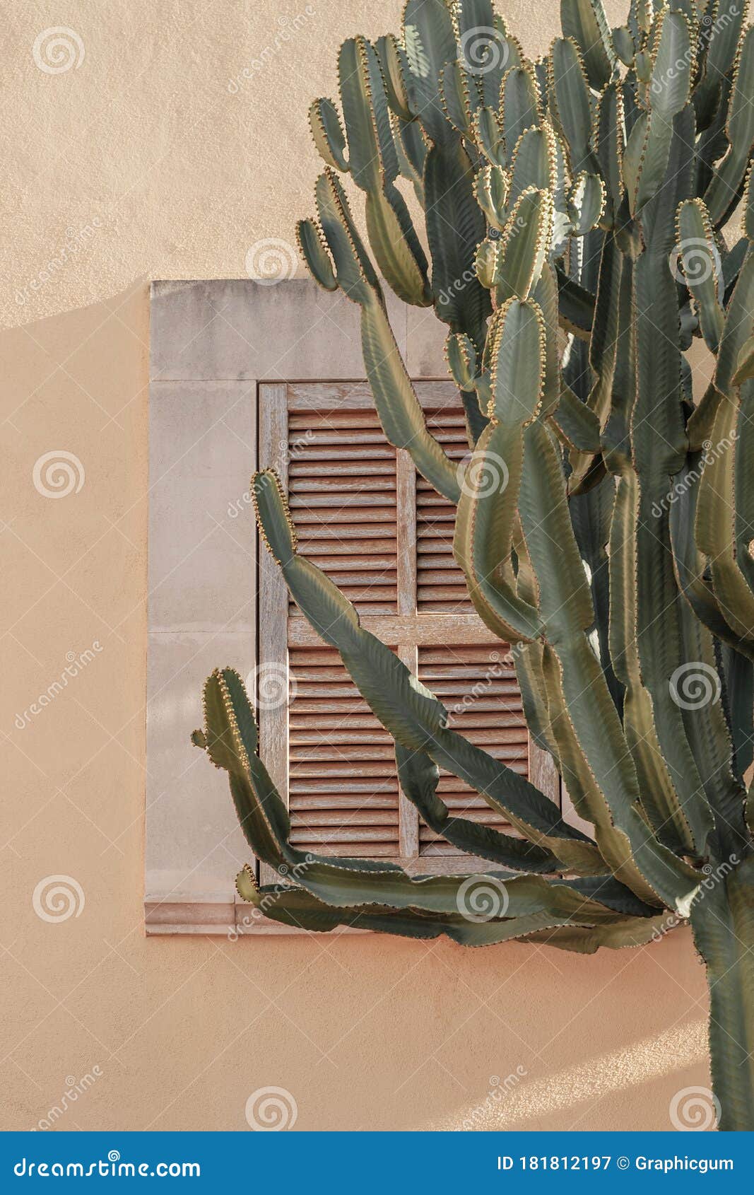 Cactus Plant Beautiful Shadows on the Wall. Creative, Minimal, Bright ...