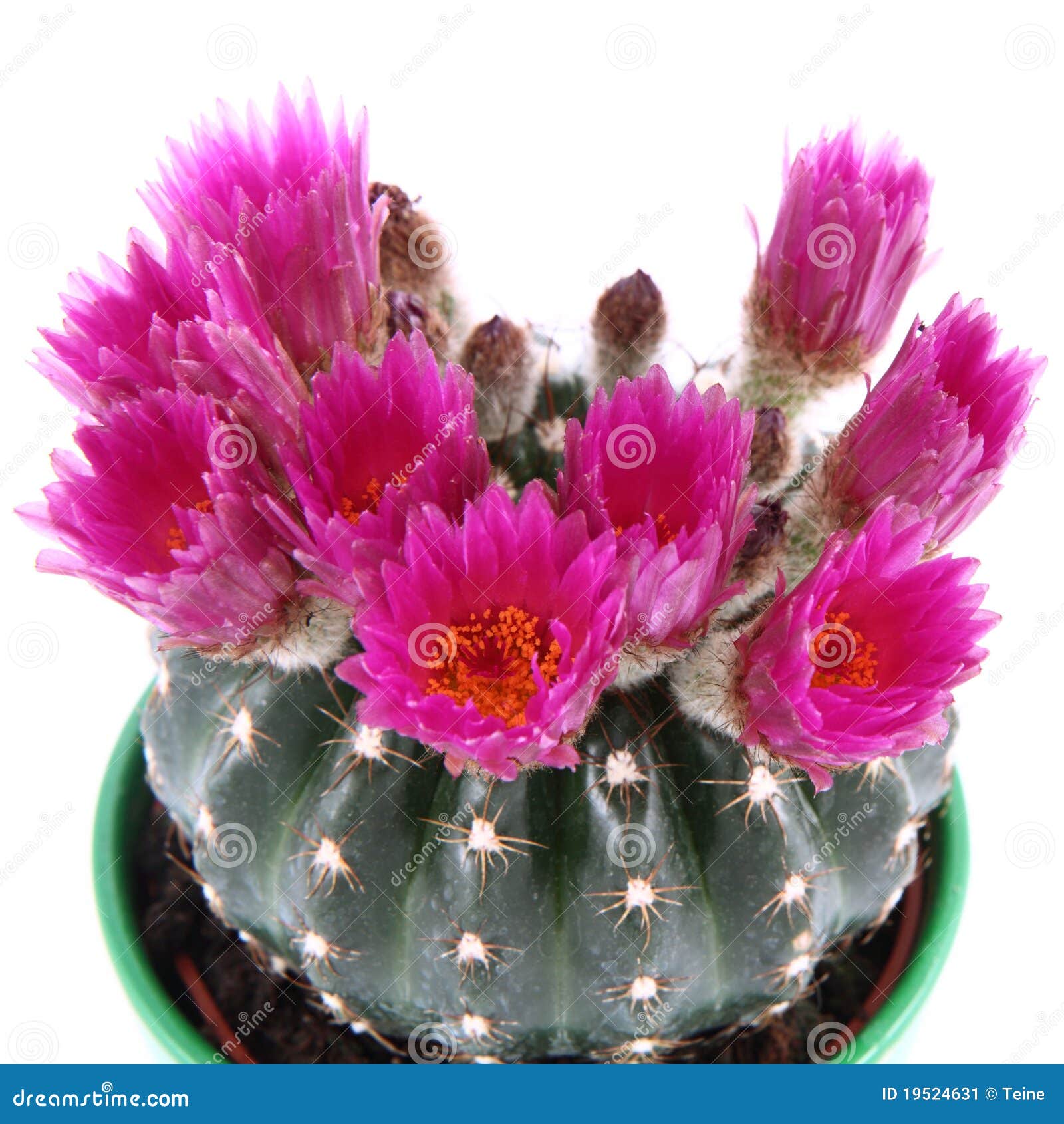 Cactus plant blooming stock image. Image of green, wild - 19524631