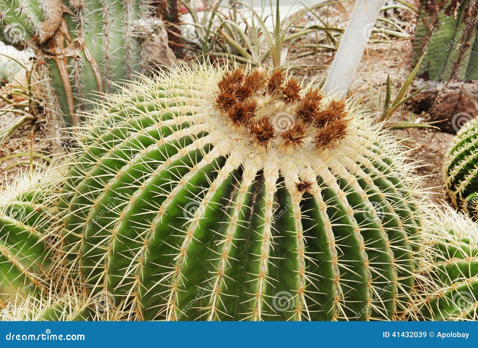 Cactus Plant in Botanical Garden Stock Image - Image of arboretum ...