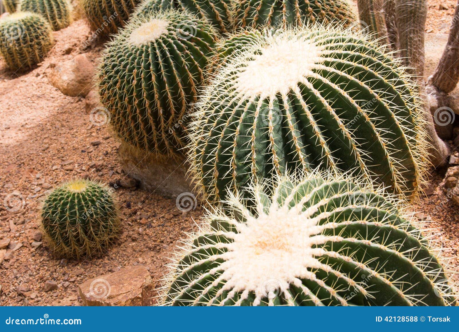 Cactaceae Stock Photography | CartoonDealer.com #57911234
