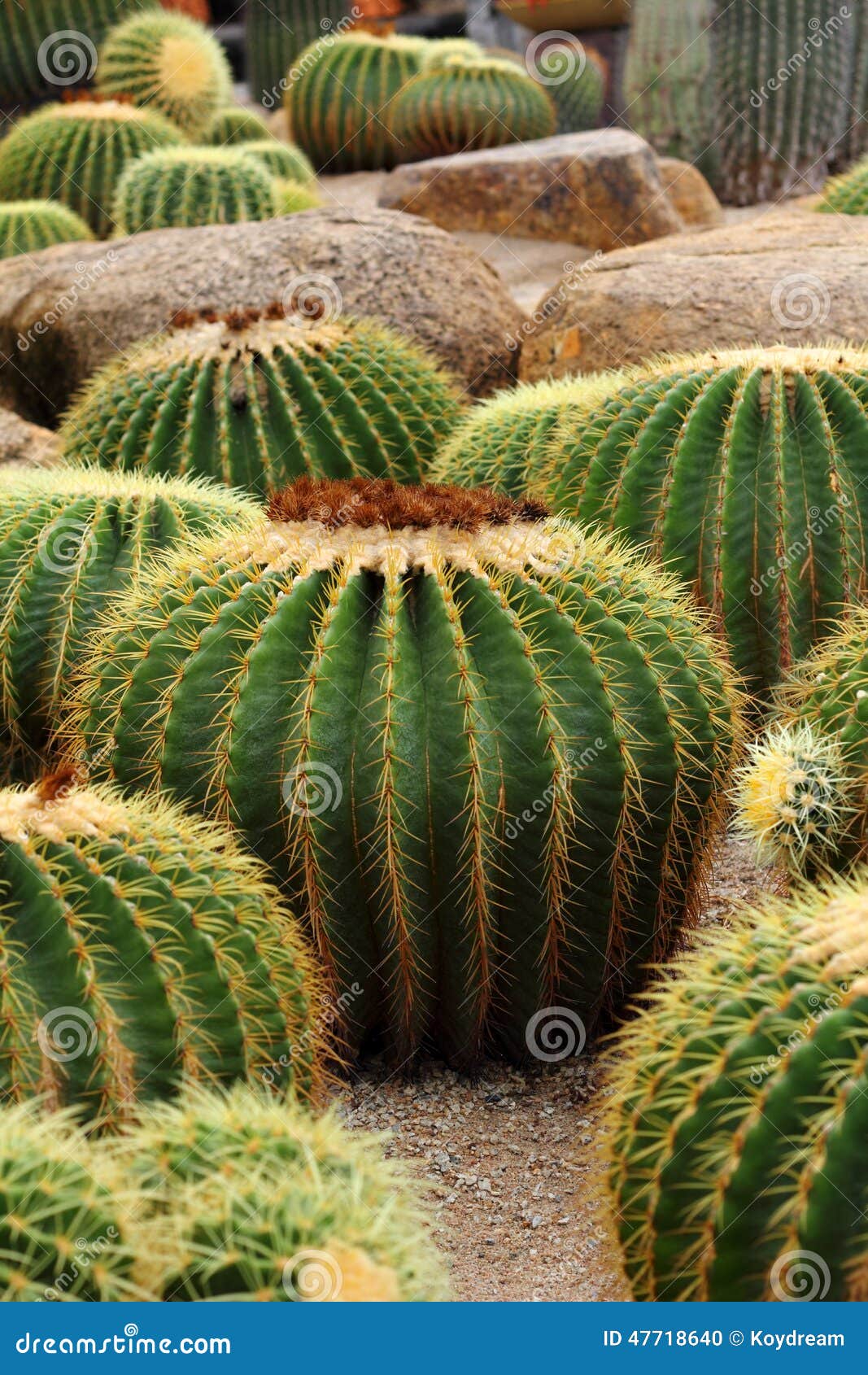 Cactus is plant. stock photo. Image of magnification - 47718640