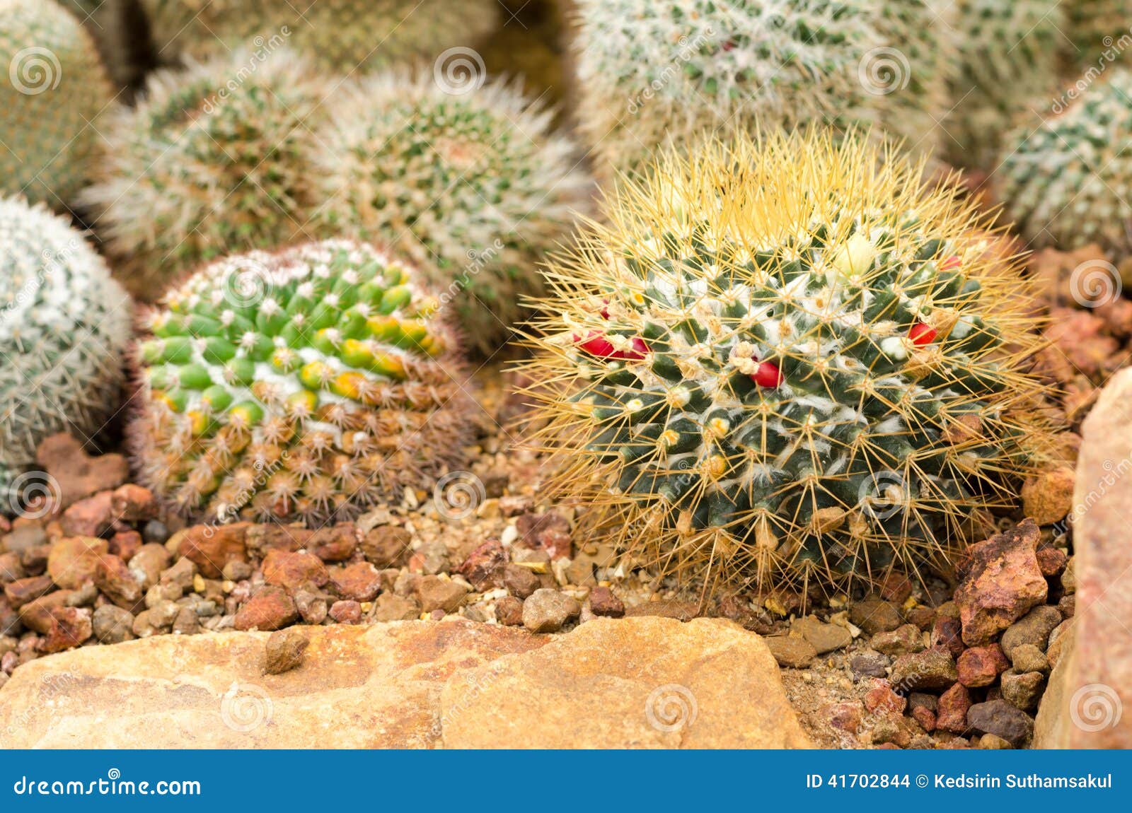 Cactus plant group stock photo. Image of echinopsis, barrel - 41702844