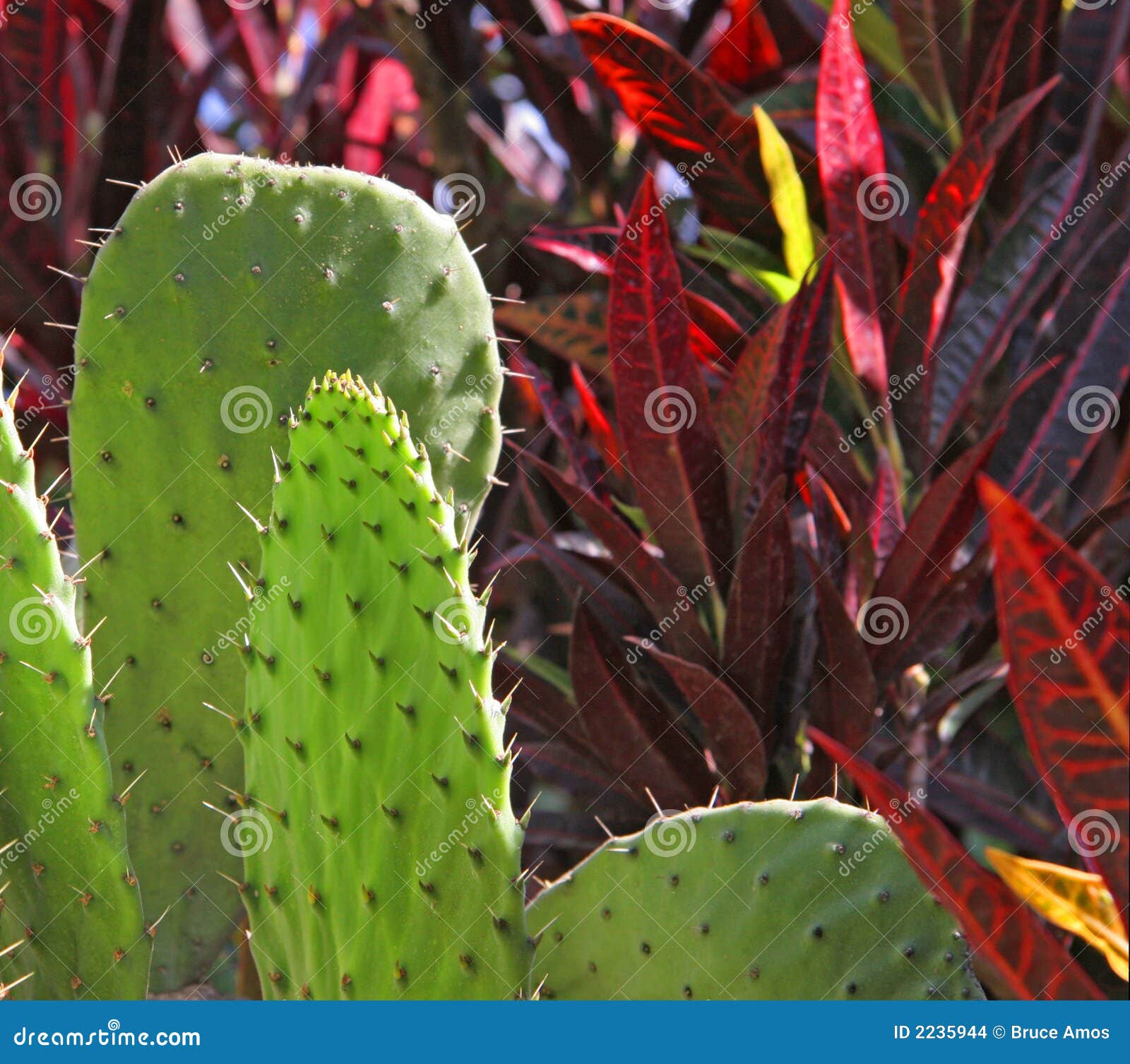 Cactus plant in Guatemala stock photo. Image of garden - 2235944