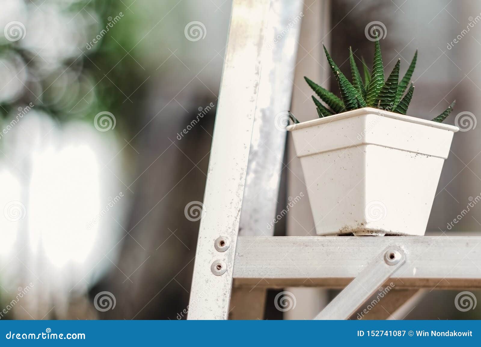 Cactus plant on the ladder stock image. Image of natural - 152741087