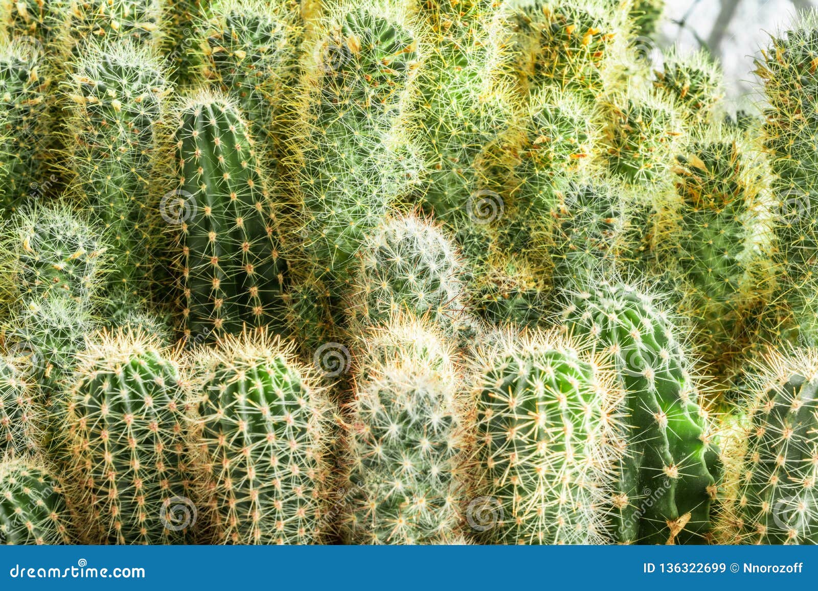 Cactus Plant Leaves Pattern. Green Leaves Stock Image - Image of ...
