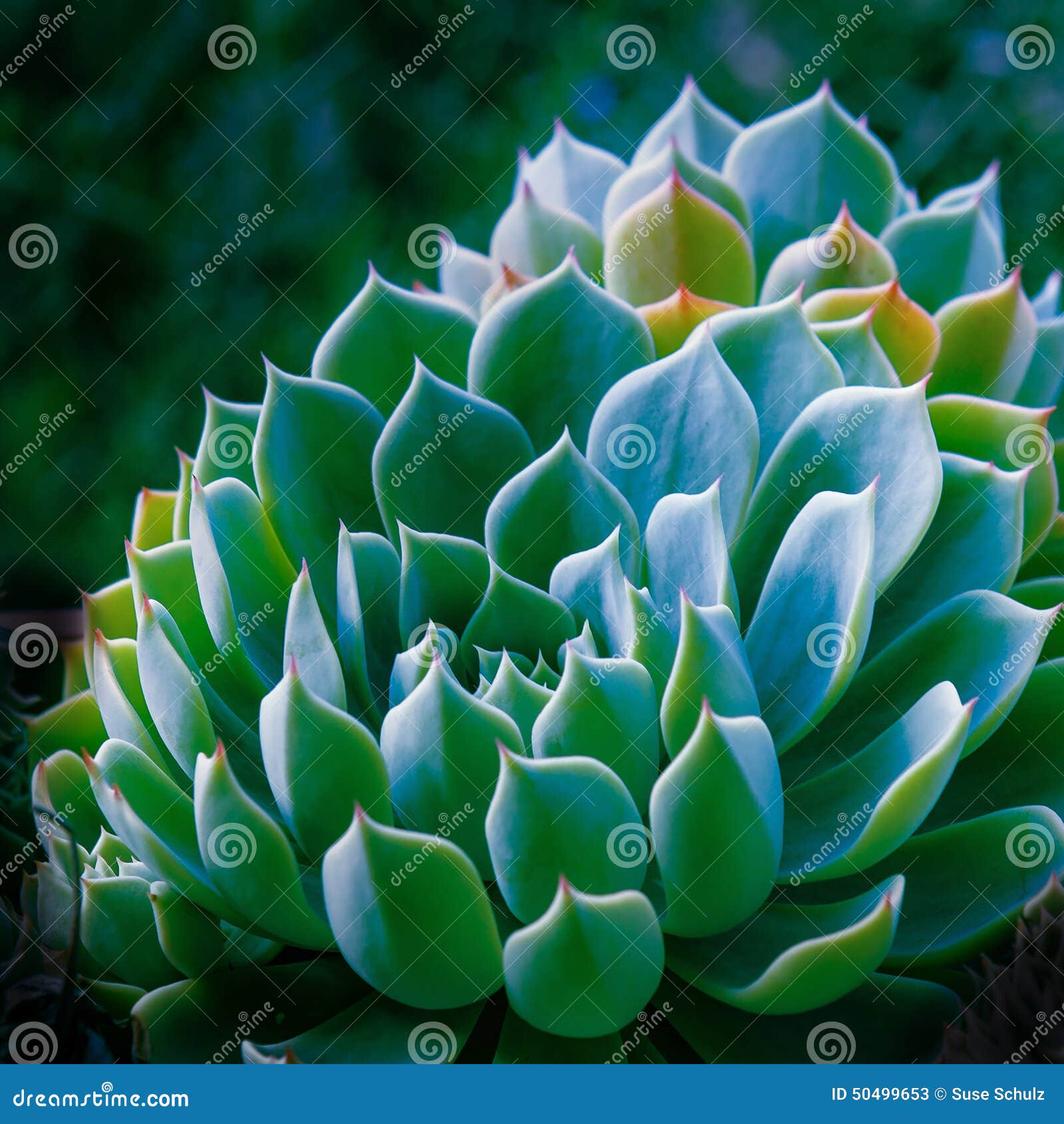 Cactus Plant In In The Ground Top View Isolated On White Background ...