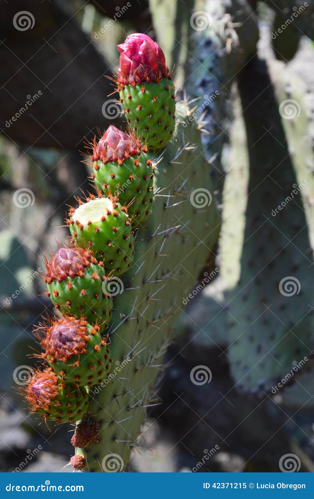 Cactus Plant in Mexico Desert Stock Image - Image of thorns, plant ...