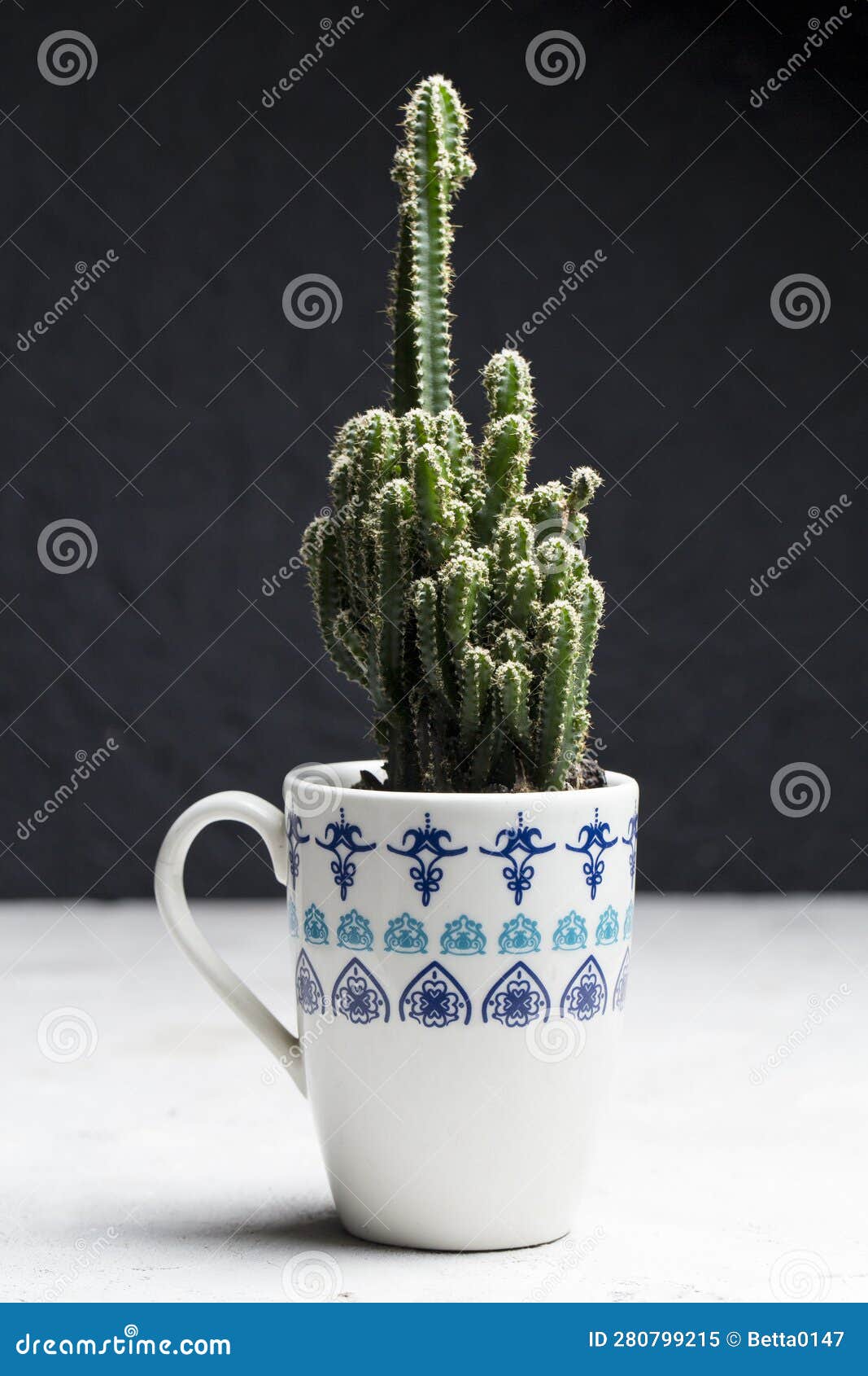 Cactus Plant in Pot on Concrete Table, in a Dark Background Stock Image ...