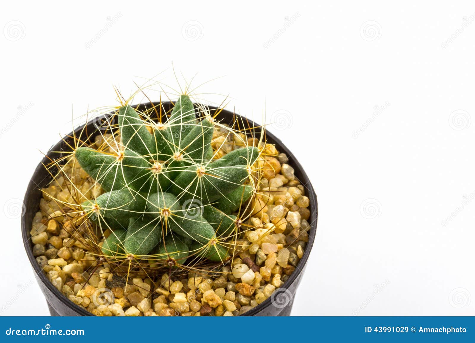 Cactus with Plant in a Pot. Stock Image - Image of growth, thorn: 43991029