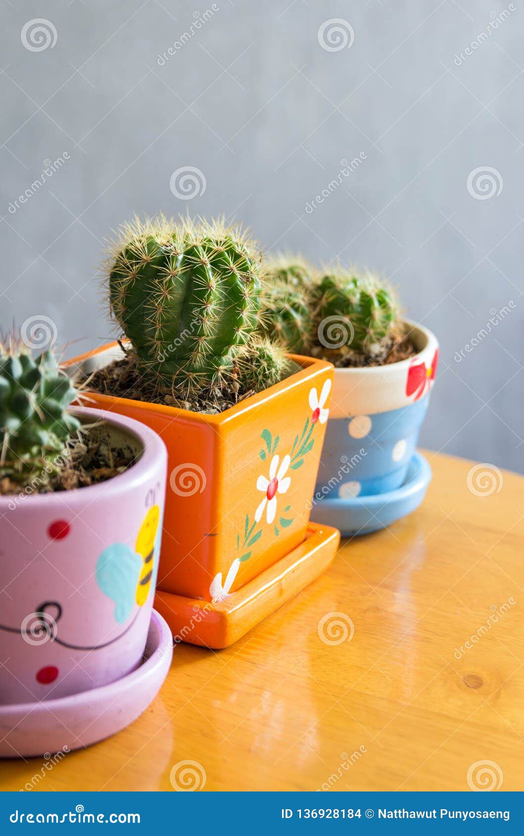 Cactus Plant in Pots Decoration on the Table Stock Photo - Image of ...