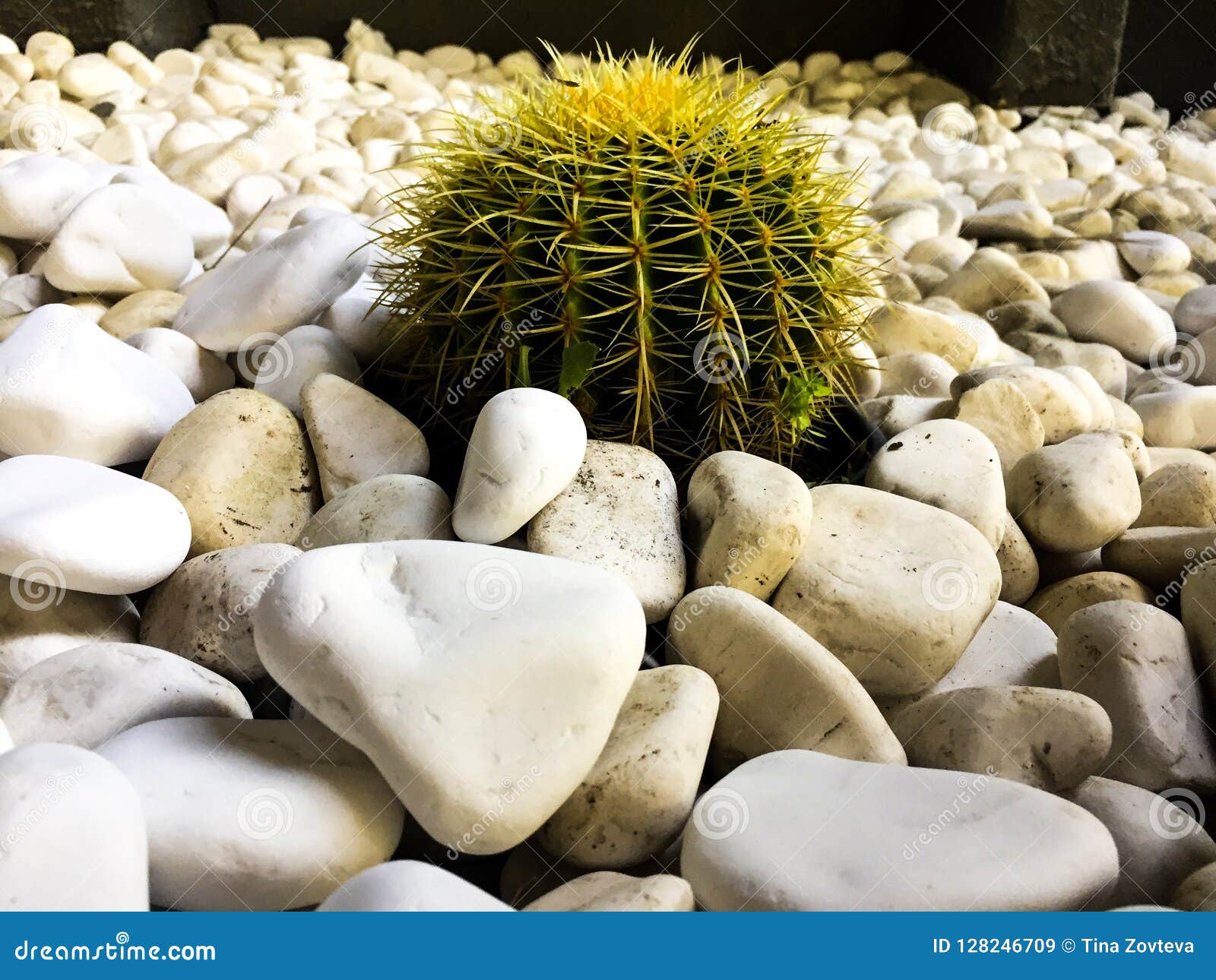 Cactus plant on rocks stock image. Image of garden, nature - 128246709