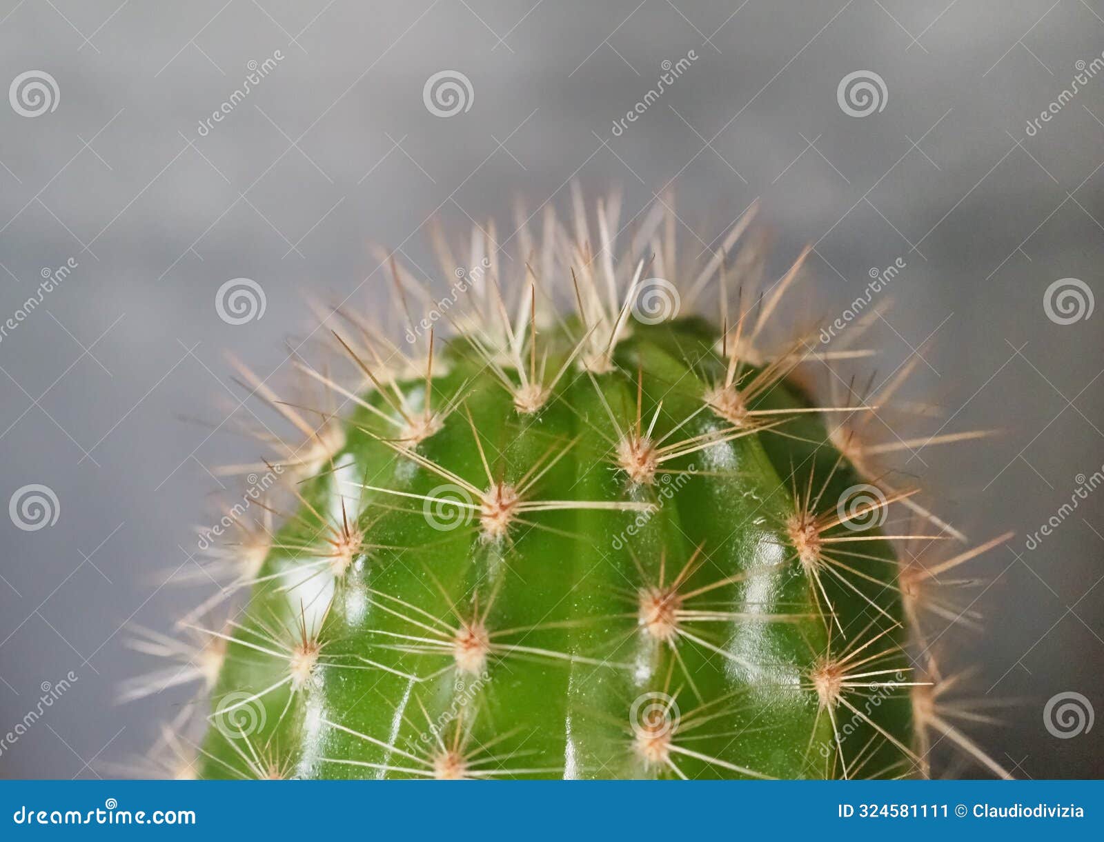 Cactus Plant Scient. Class. Cactaceae Stock Image - Image of plants ...