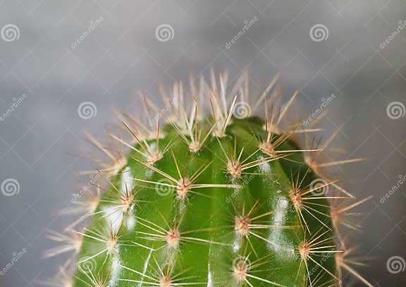 Cactus Plant Scient. Class. Cactaceae Stock Image - Image of plants ...