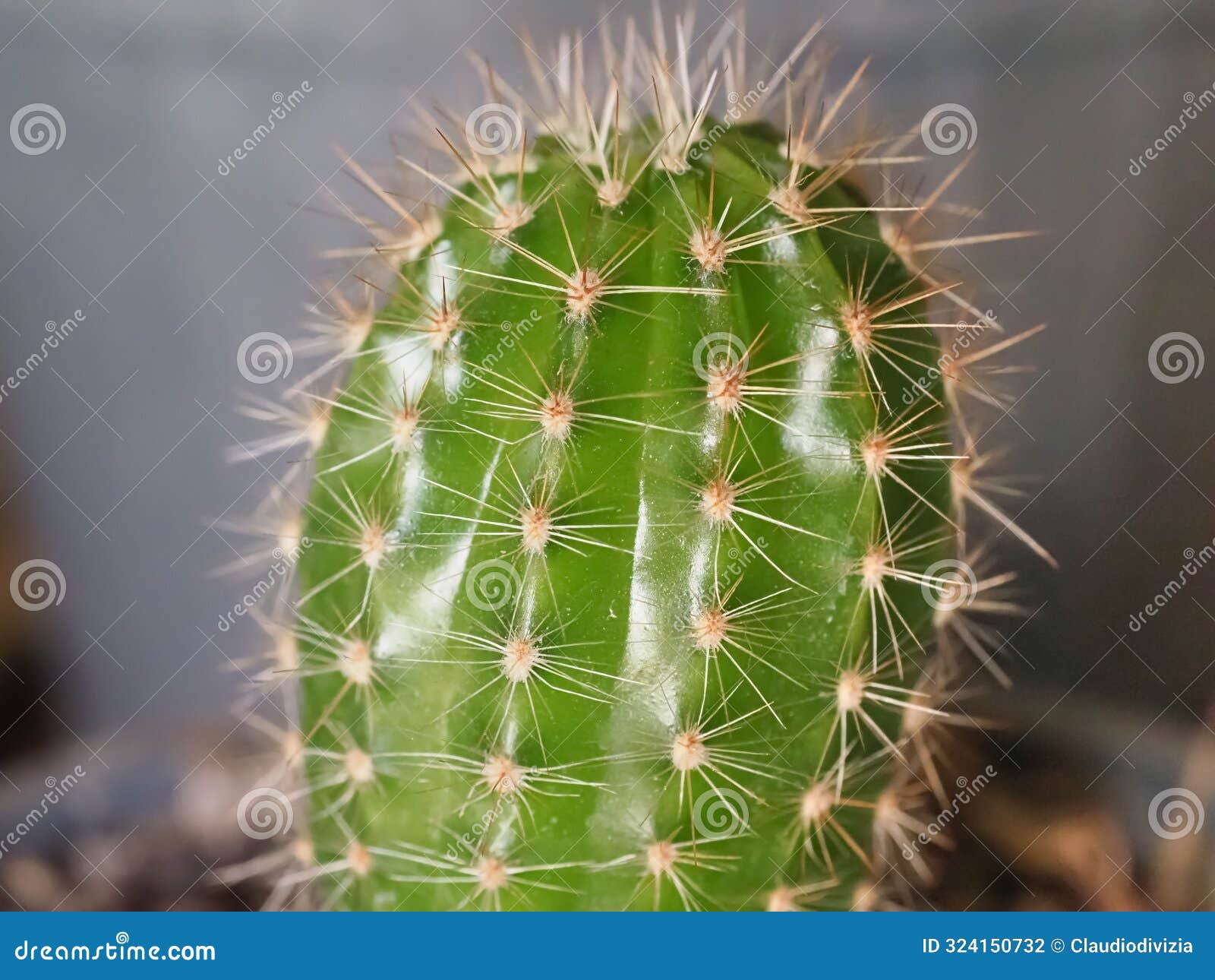 Cactus Plant Scient. Class. Cactaceae Stock Photo - Image of ...