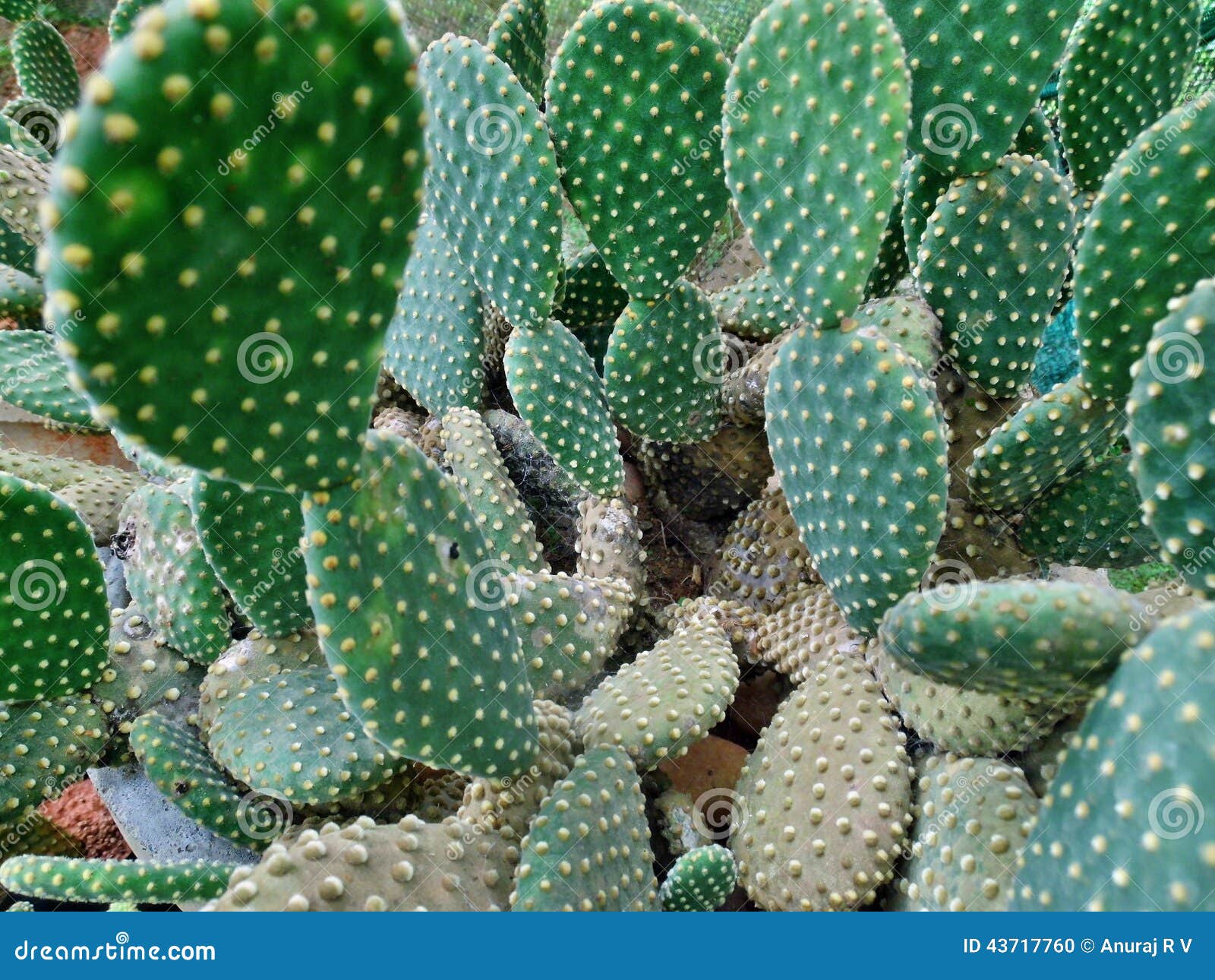 Cactus Plant Texture stock photo. Image of beautiful - 43717760