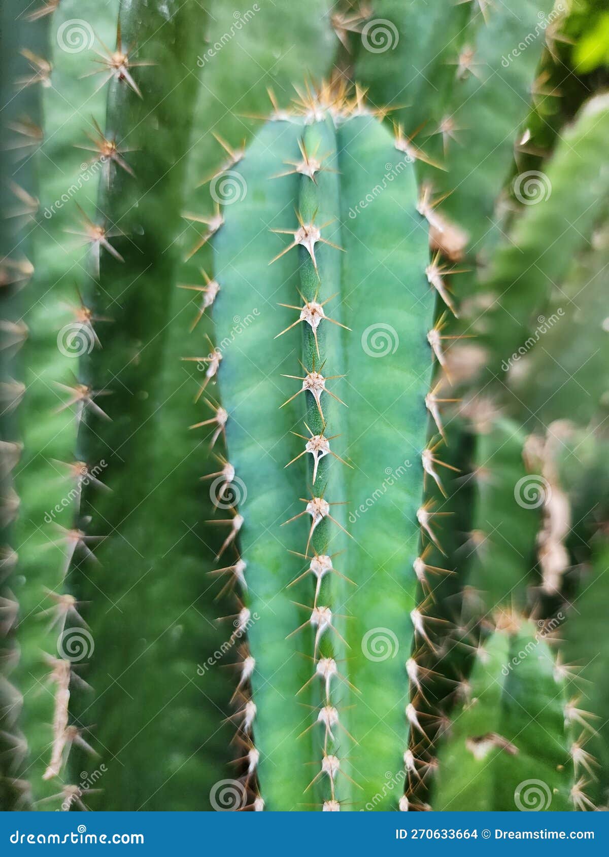 Cactus Plantae at Garden stock photo. Image of grass - 270633664