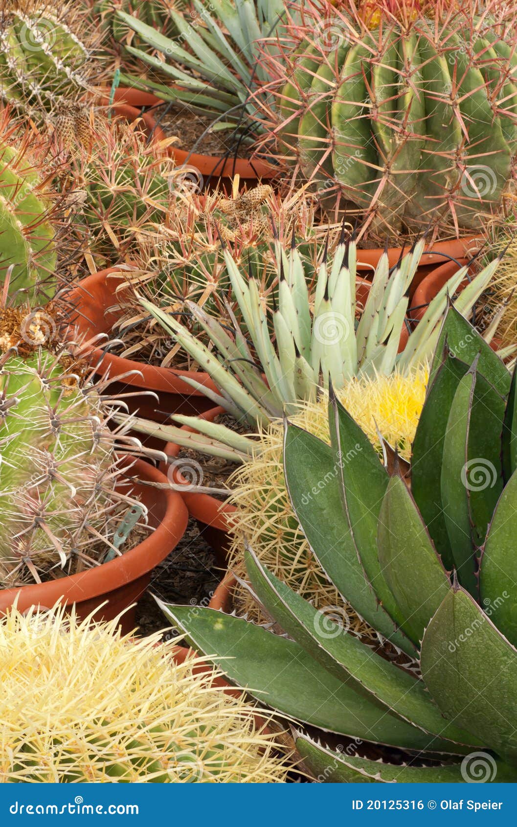 Cactus plantation stock photo. Image of exotic, grow - 20125316