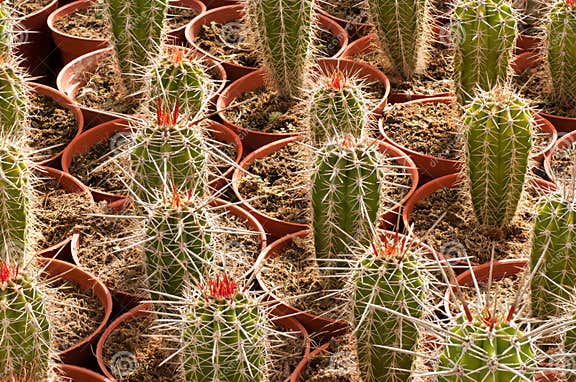 Cactus plantation stock image. Image of agriculture, cultivate - 20125561