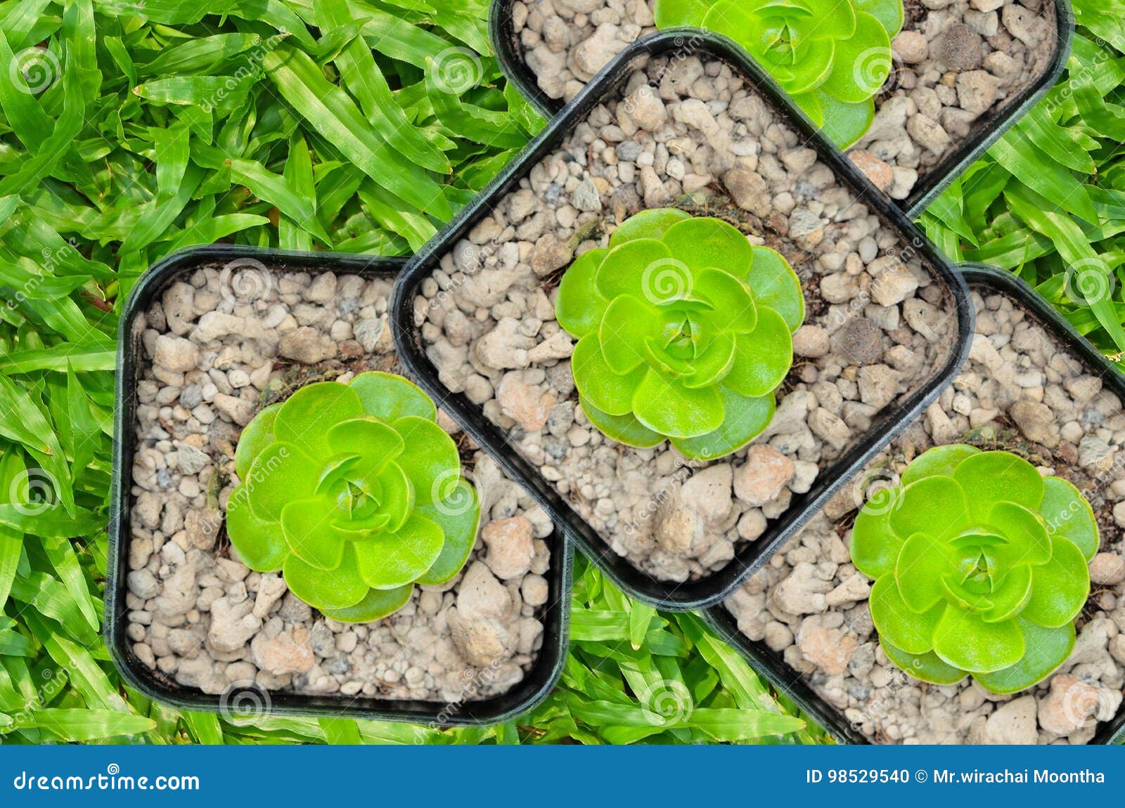 Cactus planted stock photo. Image of outdoor, grass, seamless - 98529540