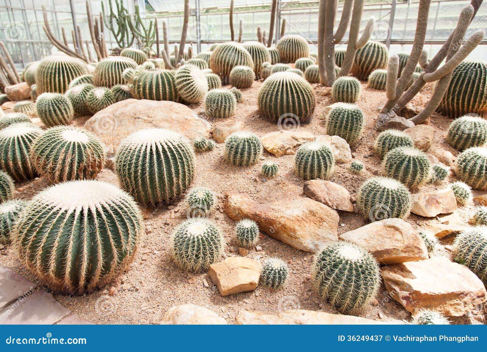 Cactus stock image. Image of nature, detail, small, garden - 36249437