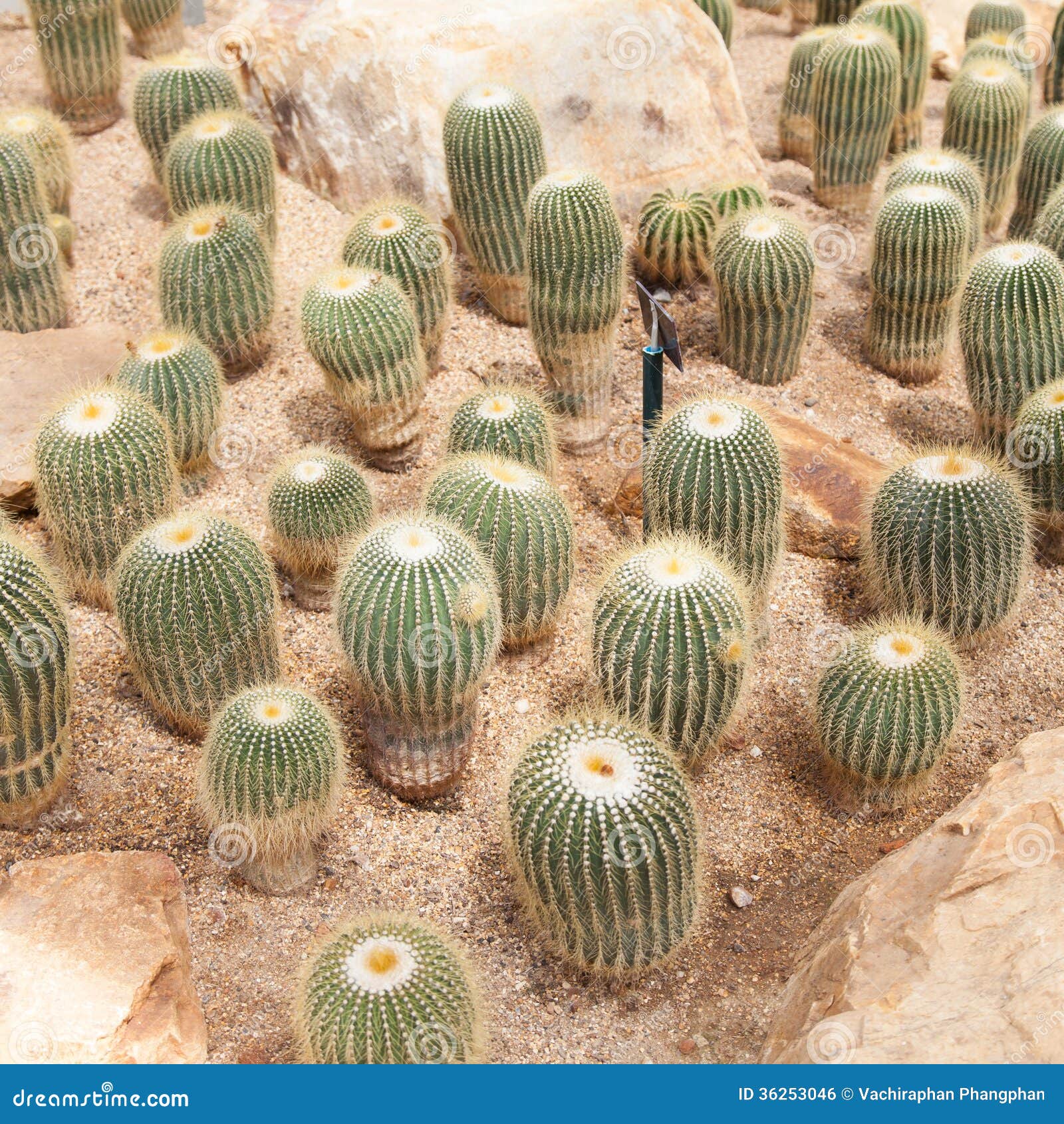 Cactus stock photo. Image of cactus, botanic, macro, closeup - 36253046