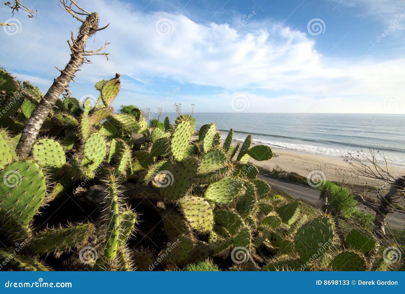 Cactus Plants Along California Beach Stock Image - Image of smooth ...
