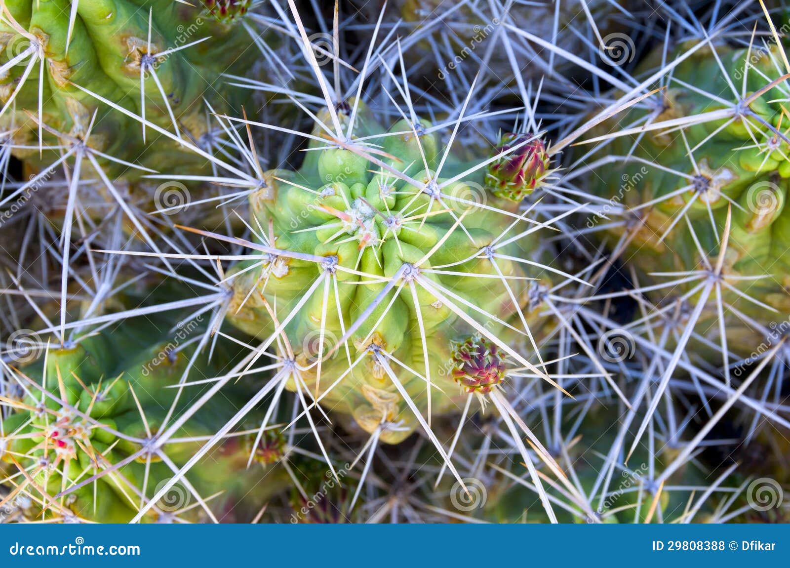 Spiny Cactus stock photo. Image of thorn, desert, texas - 29808388