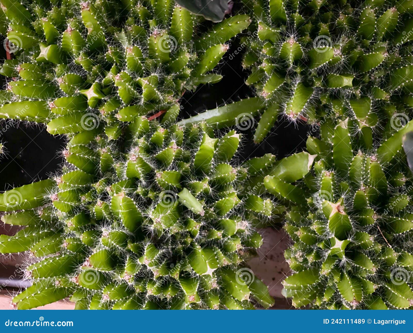 Cactus Plants, Flat Lay, Full Frame Stock Image - Image of houseplant ...