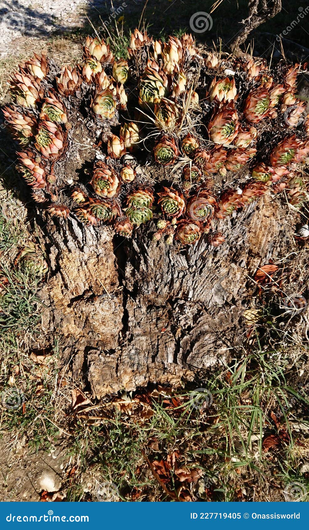 Cactus Plants Growing from a Cut Tree Stock Image - Image of tree ...